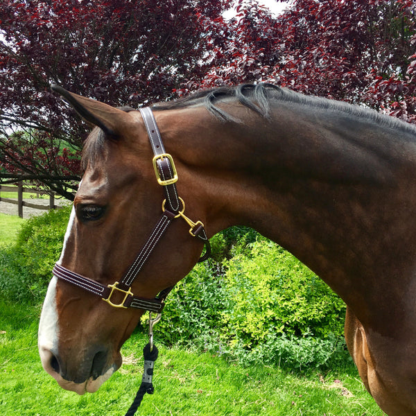 Horse Halters and Leads Collection | The Horse Connection - The Horse ...